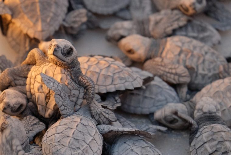 Baby Olive Ridley sea turtles waiting to be released - Helen on her ...