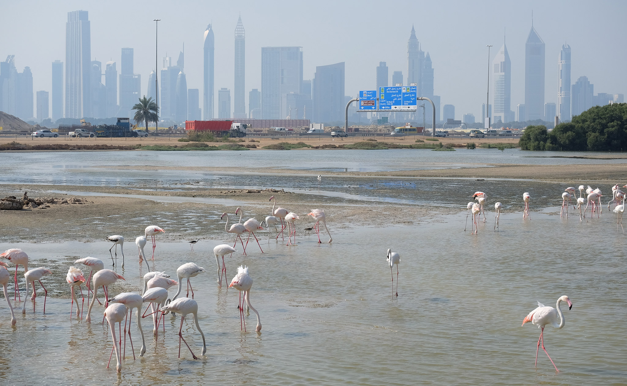 Watching wild flamingos in Dubai - Helen on her holidays