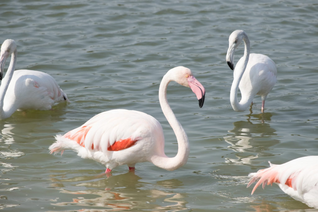 How to see wild flamingos in Dubai - Helen on her Holidays